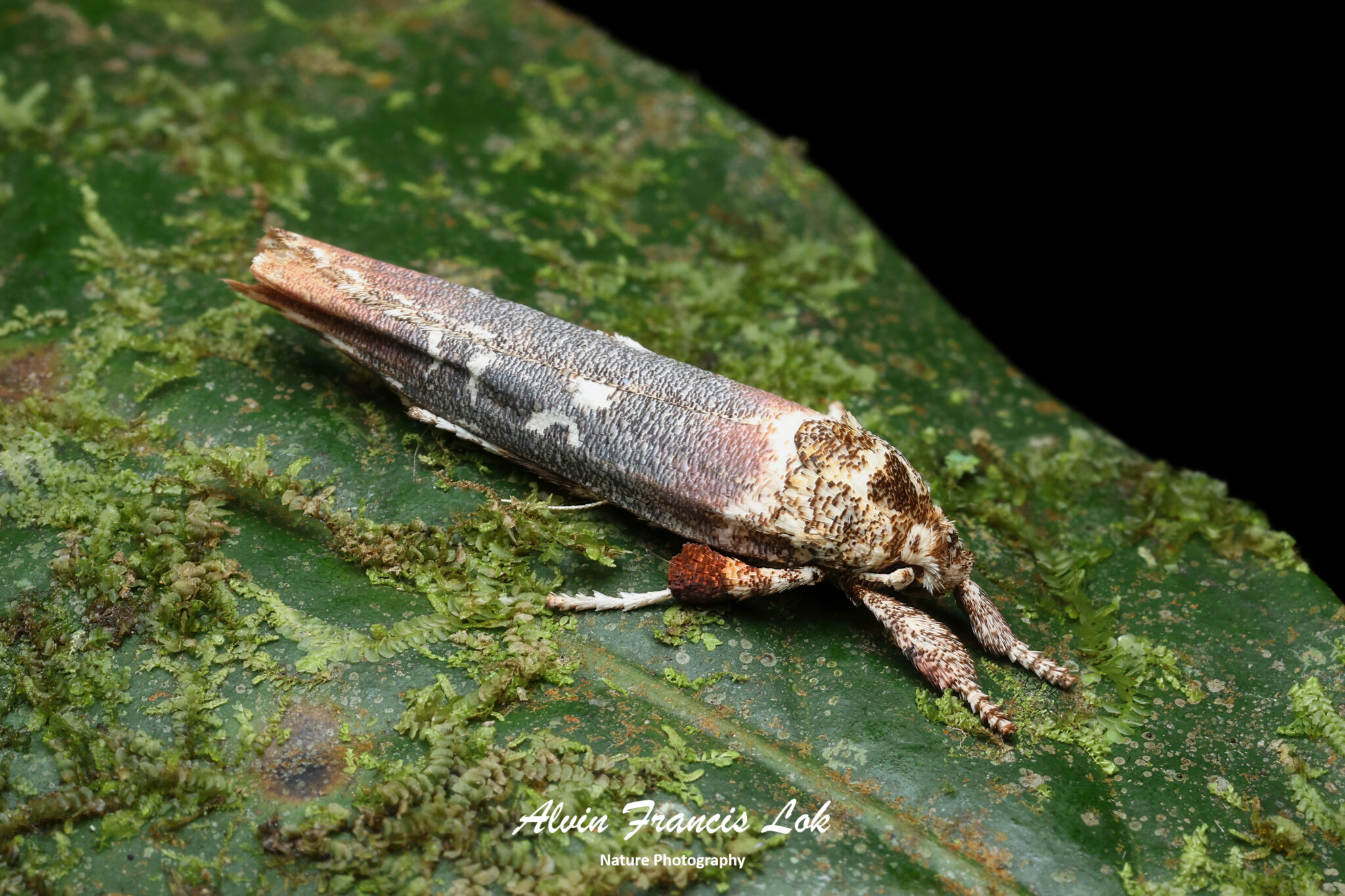 Lepidoptera (Butterflies and Moths) - Biodiversity (Singapore)