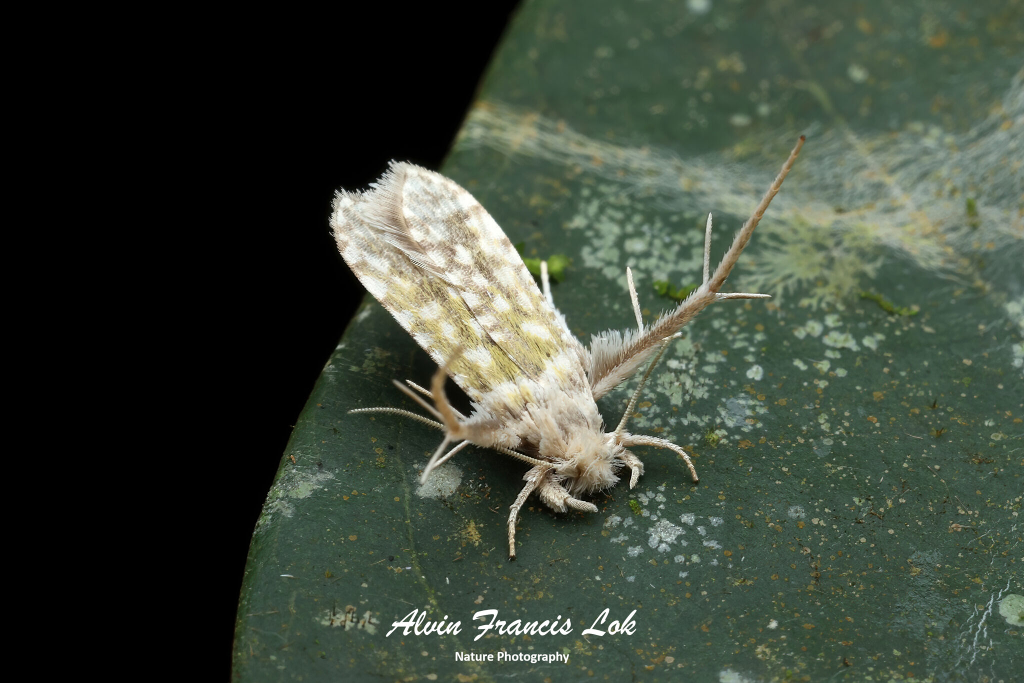 Lepidoptera (Butterflies and Moths) - Biodiversity (Singapore)