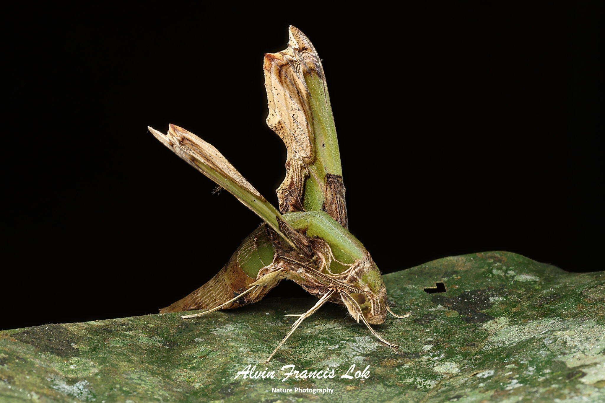 Family Sphingidae (Hawk moths) - Biodiversity (Singapore)