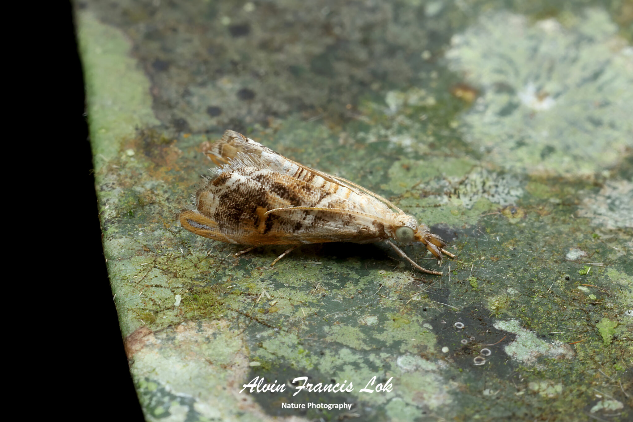 Family Crambidae (Crambid snout moths) - Biodiversity (Singapore)