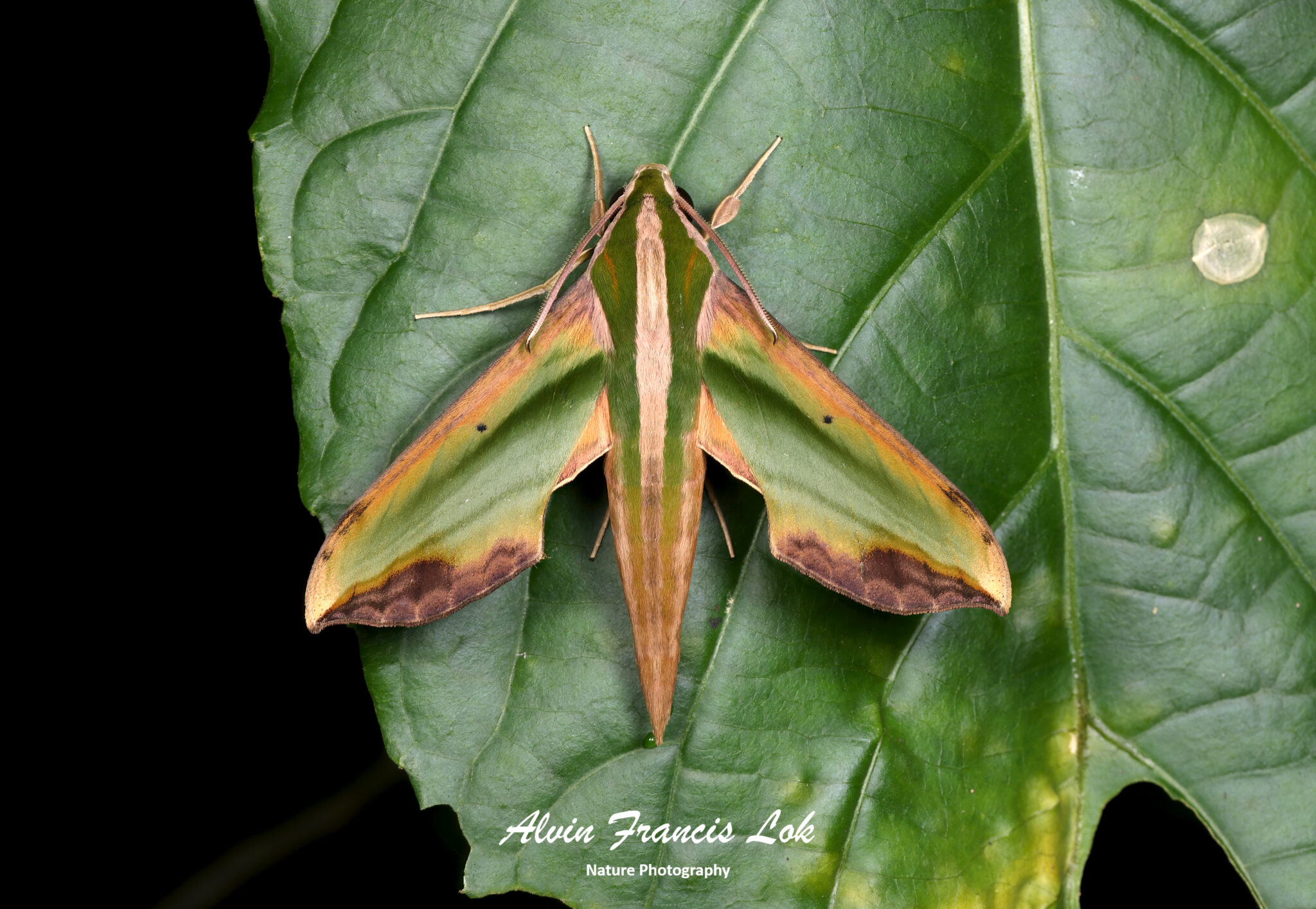 Family Sphingidae (Hawk moths) - Biodiversity (Singapore)
