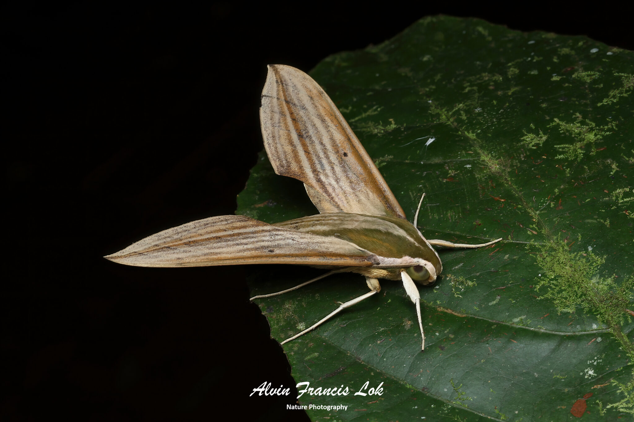 Family Sphingidae (Hawk moths) - Biodiversity (Singapore)