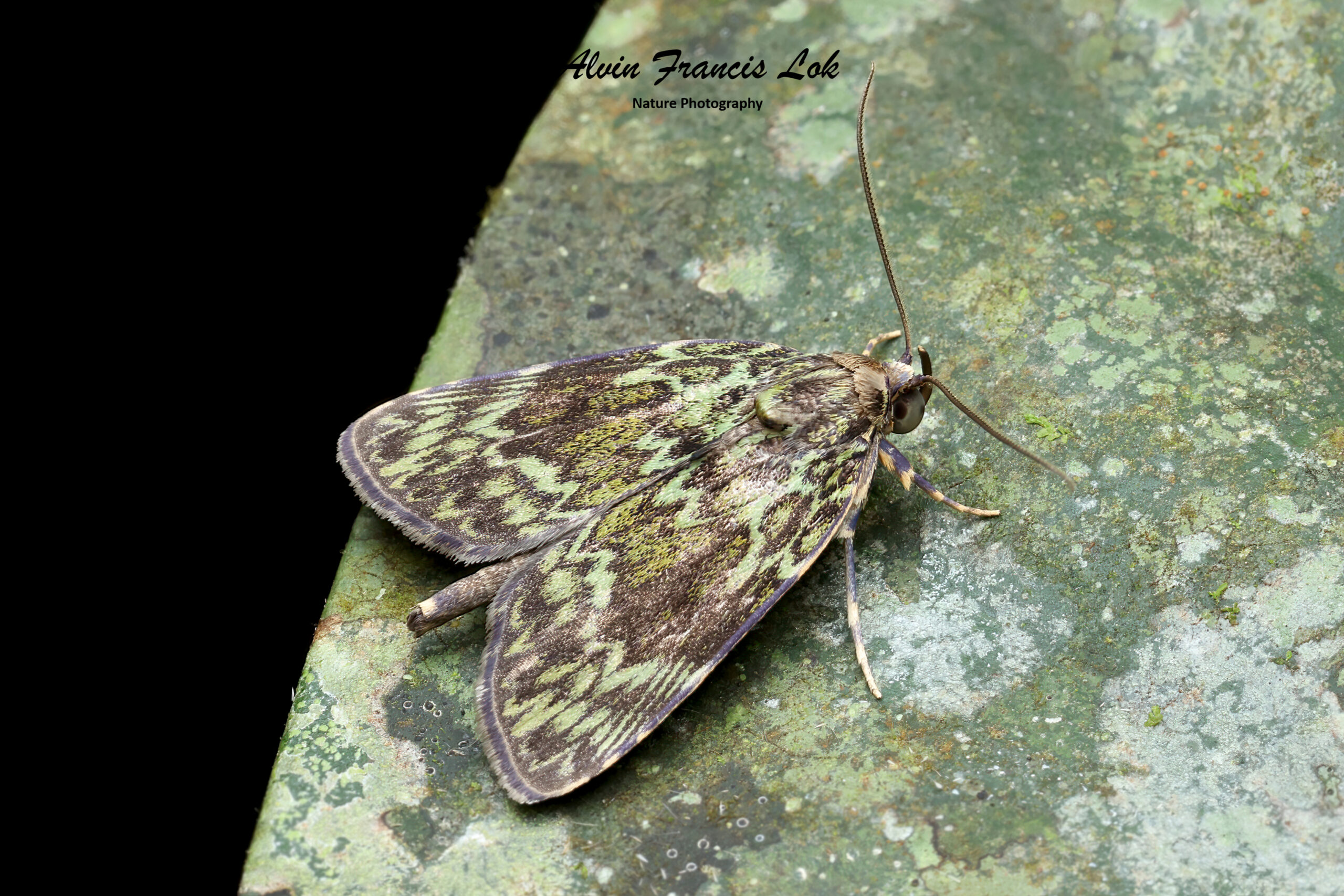 Labanda sp. (Fraser’s Hill, Malaysia) 0F1A6533 - Biodiversity (Singapore)