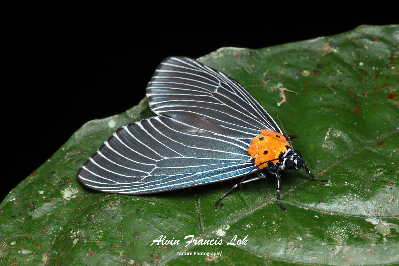 Family Erebidae (Underwing, Tiger, Tussock, and Allied Moths ...