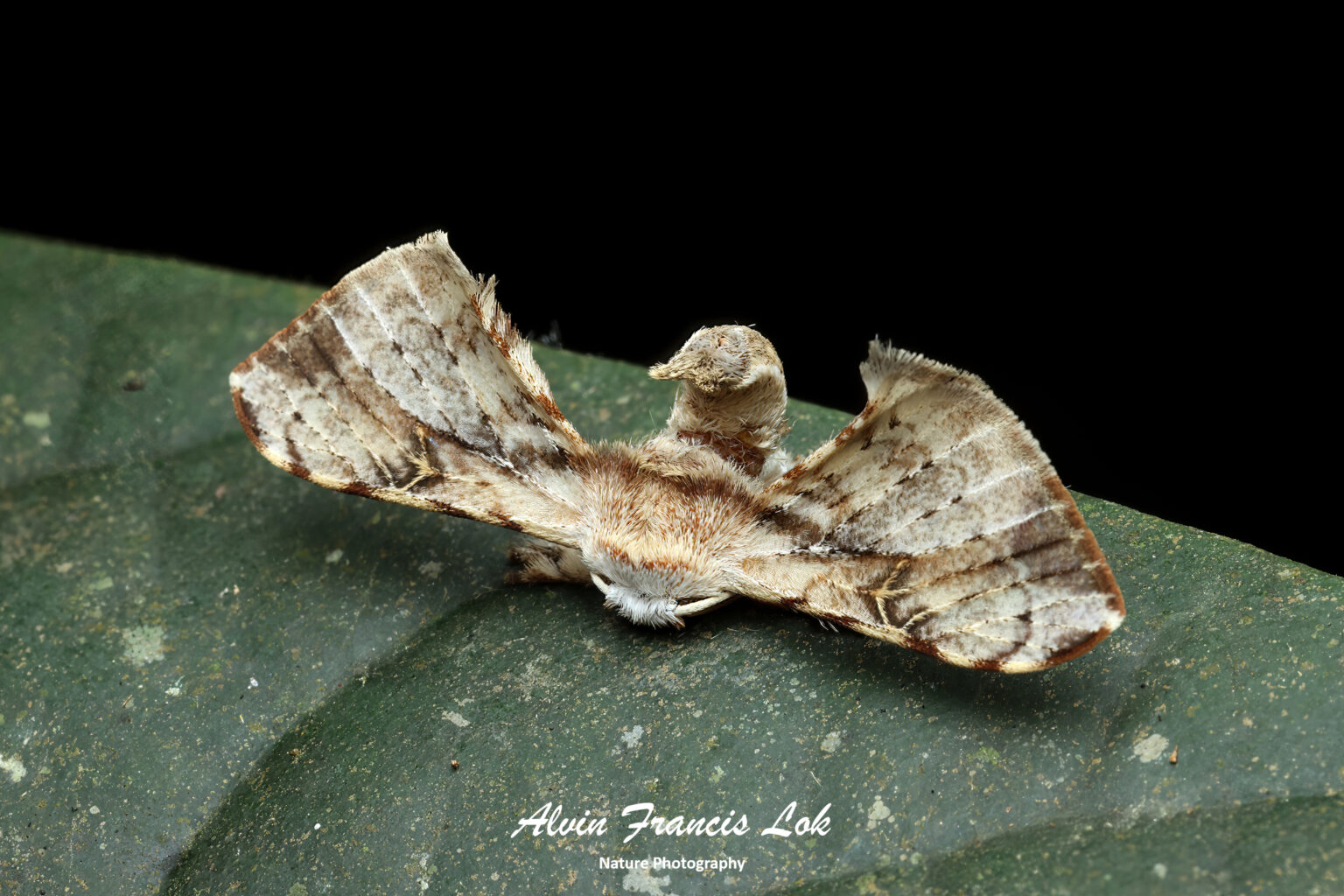 Lepidoptera (Butterflies and Moths) - Biodiversity (Singapore)