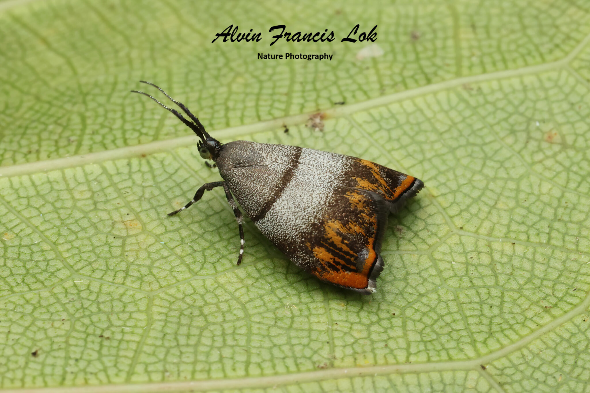 Lepidoptera (Butterflies and Moths) - Biodiversity (Singapore)