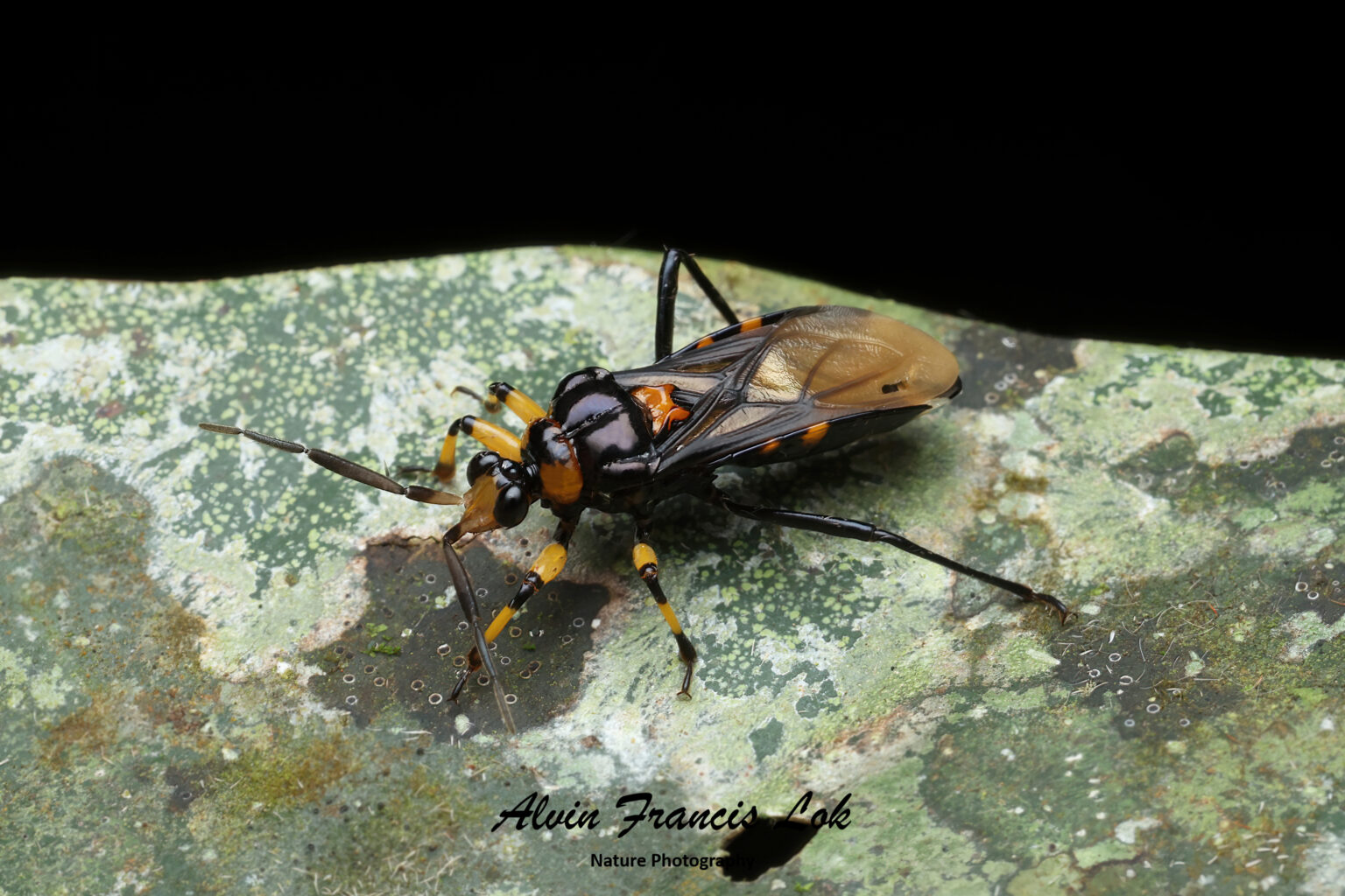 Family Reduviidae (Assassin Bugs) - Biodiversity (Singapore)
