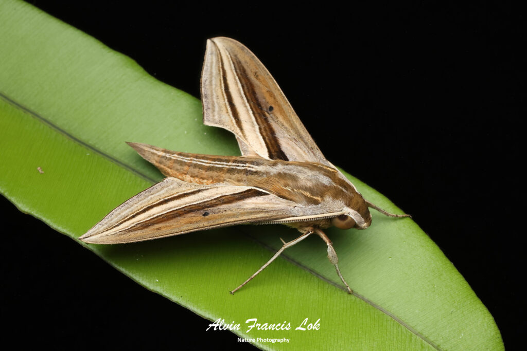 Family Sphingidae (Hawk moths) - Biodiversity (Singapore)