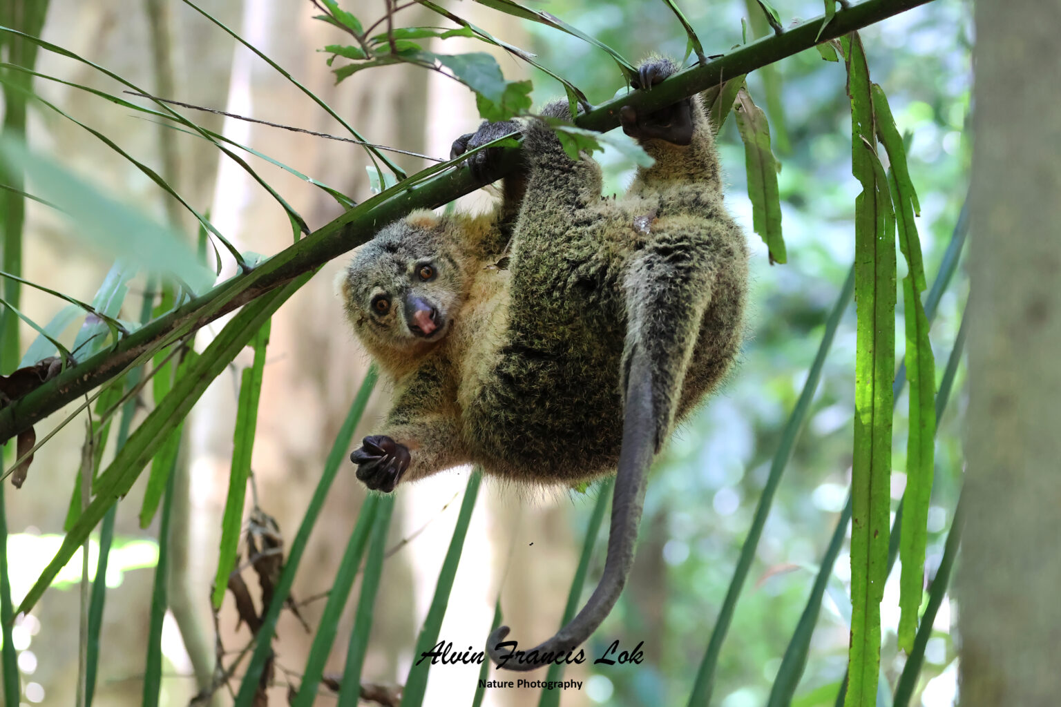 Order Diprotodontia - Biodiversity (Singapore)