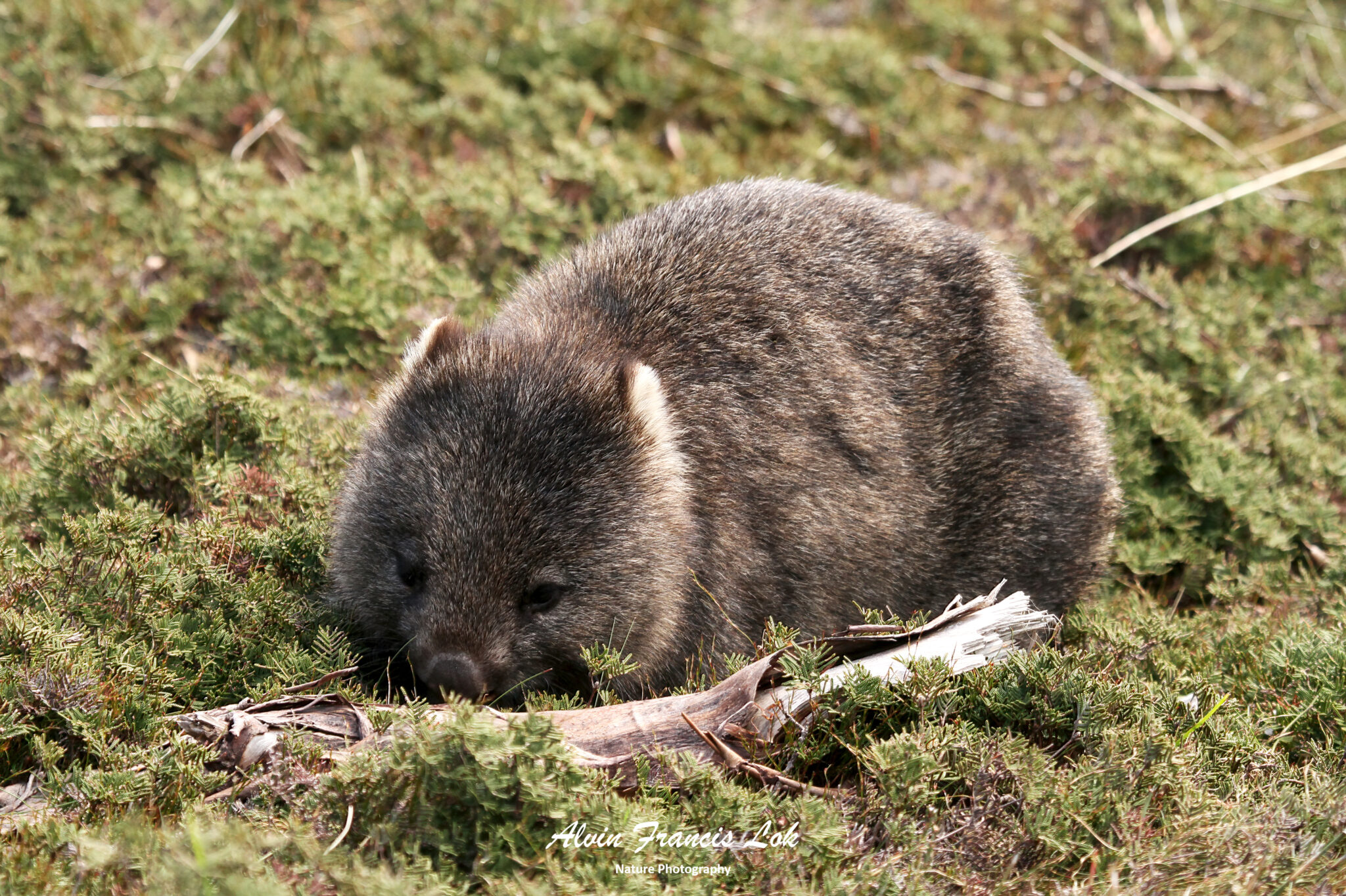 Order Diprotodontia - Biodiversity (Singapore)