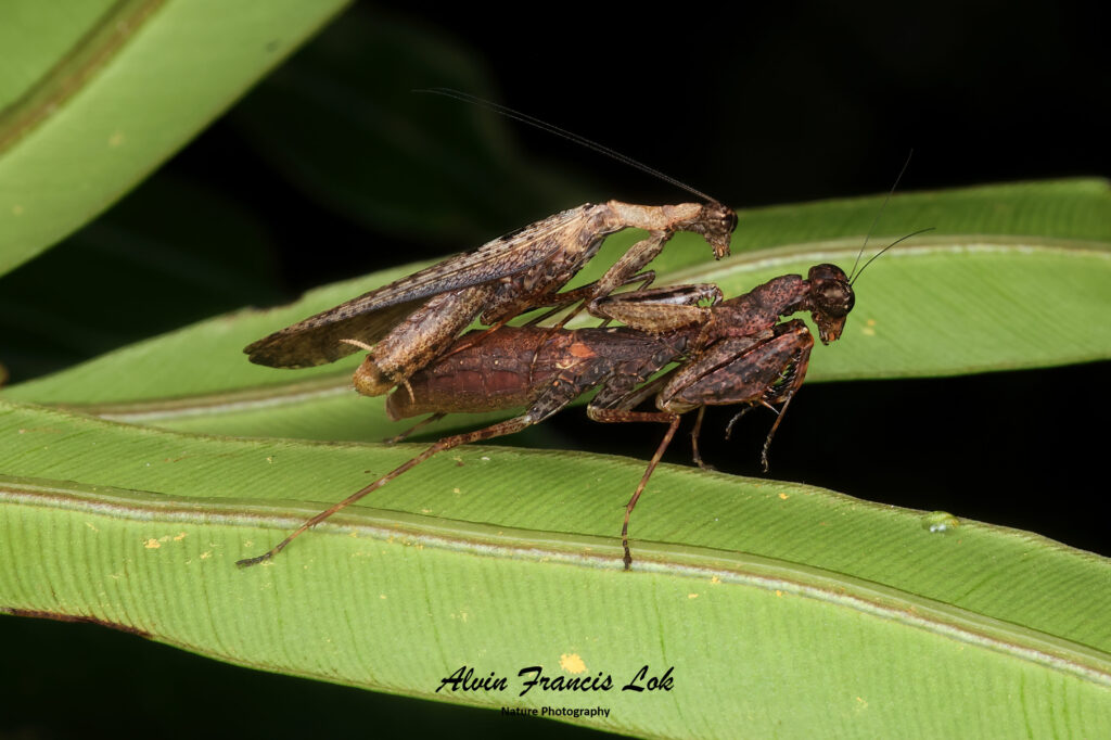 Mantoidea (Mantises) - Biodiversity (Singapore)
