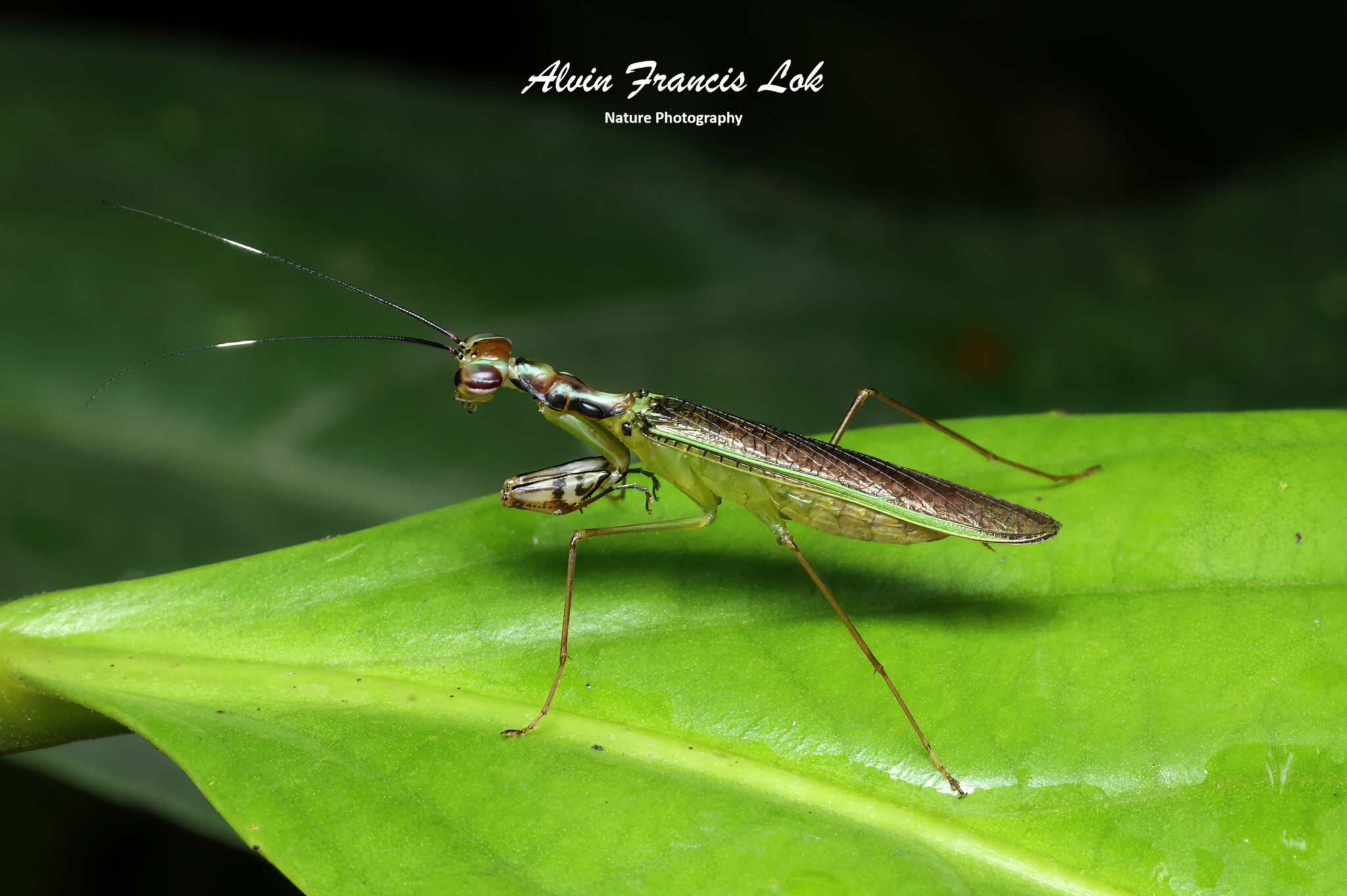 Mantoidea (Mantises) - Biodiversity (Singapore)
