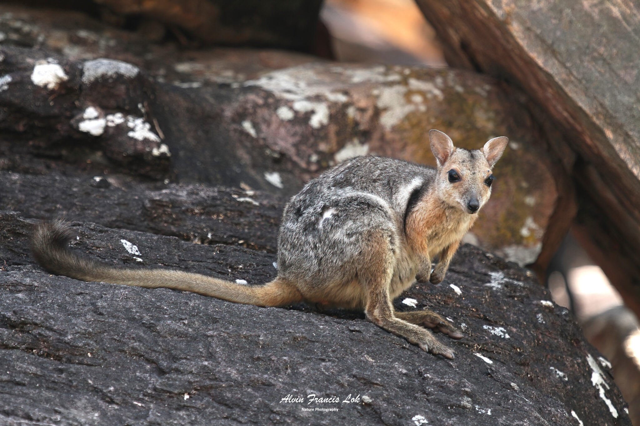 Order Diprotodontia - Biodiversity (Singapore)