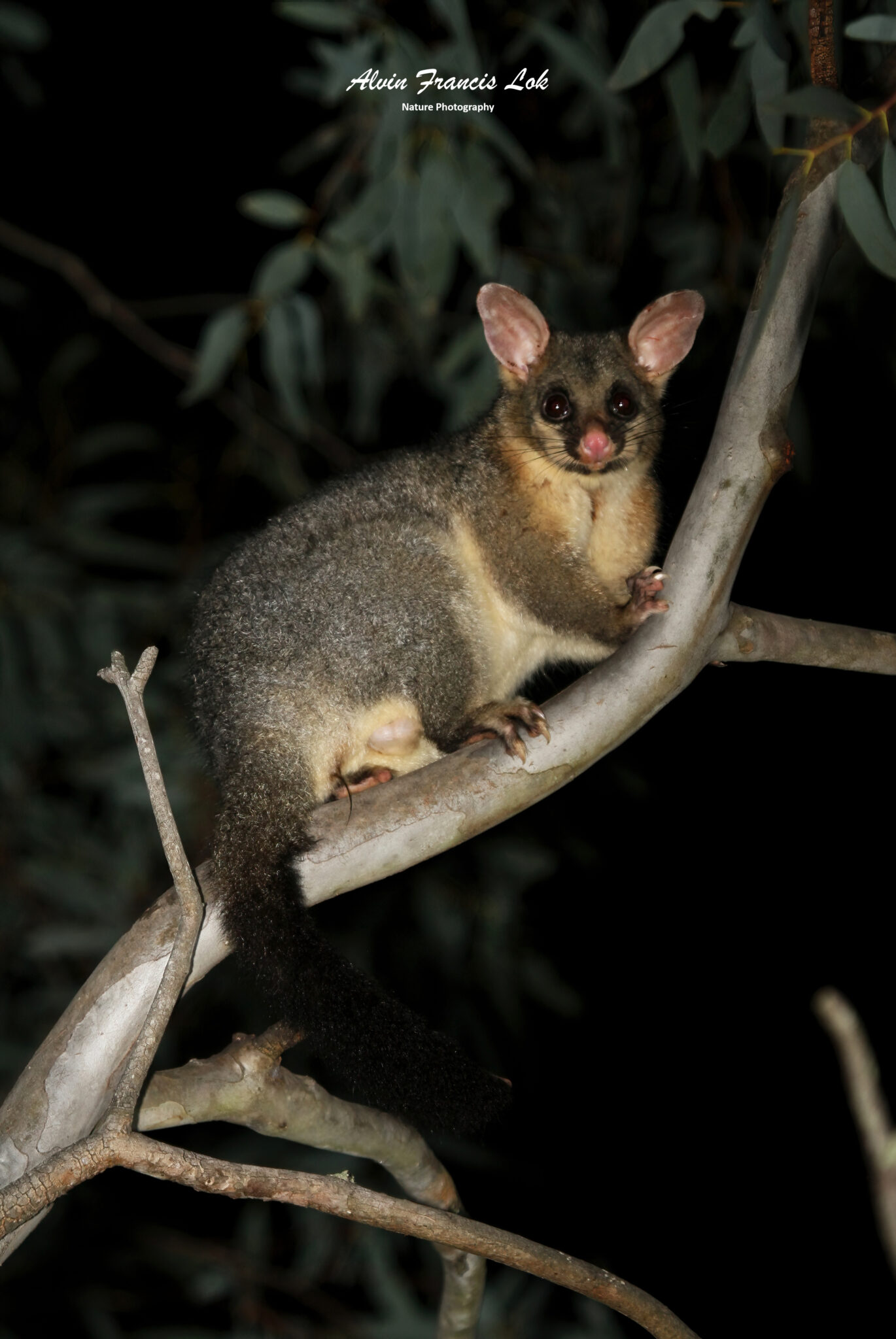 Order Diprotodontia - Biodiversity (Singapore)