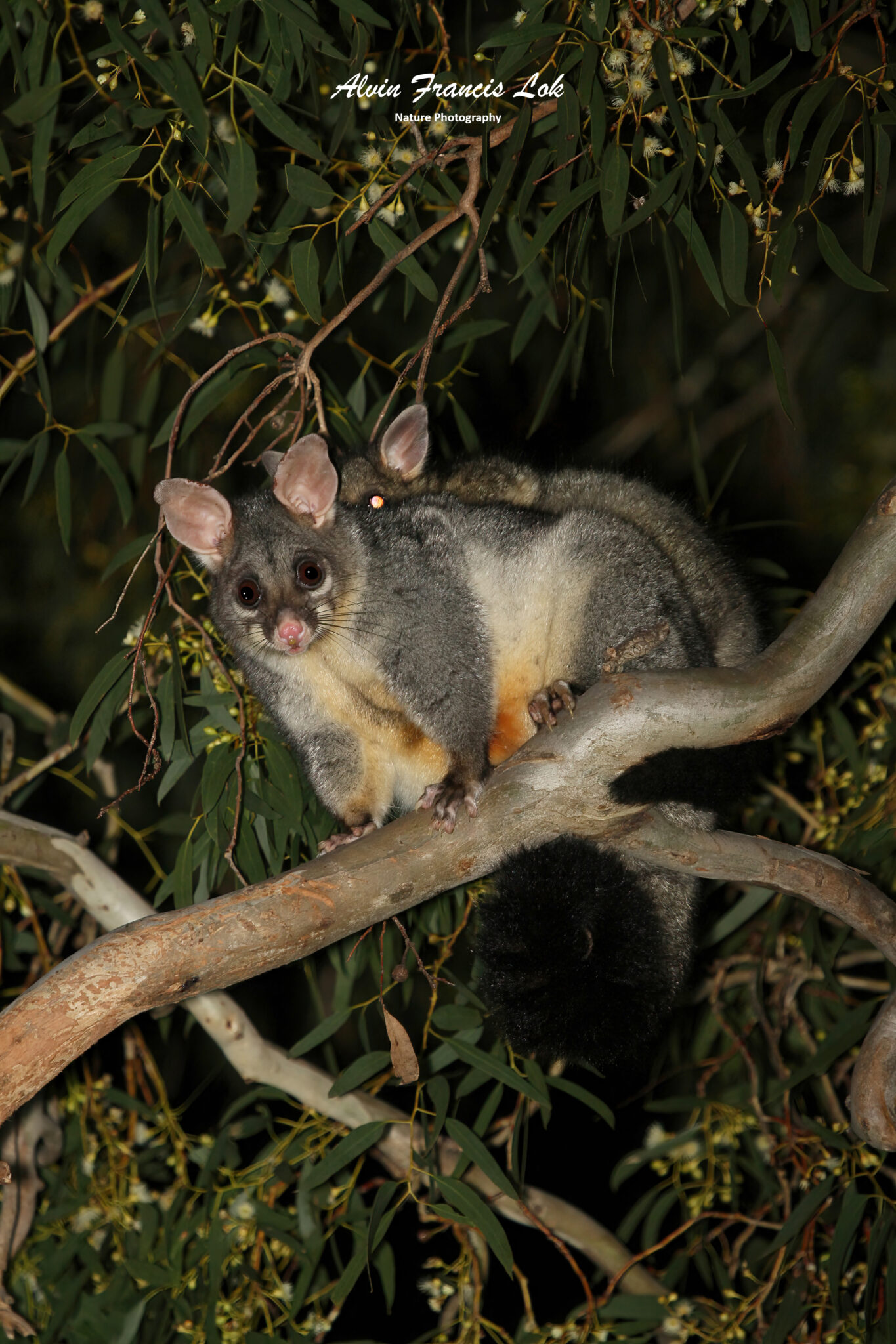 Order Diprotodontia - Biodiversity (Singapore)