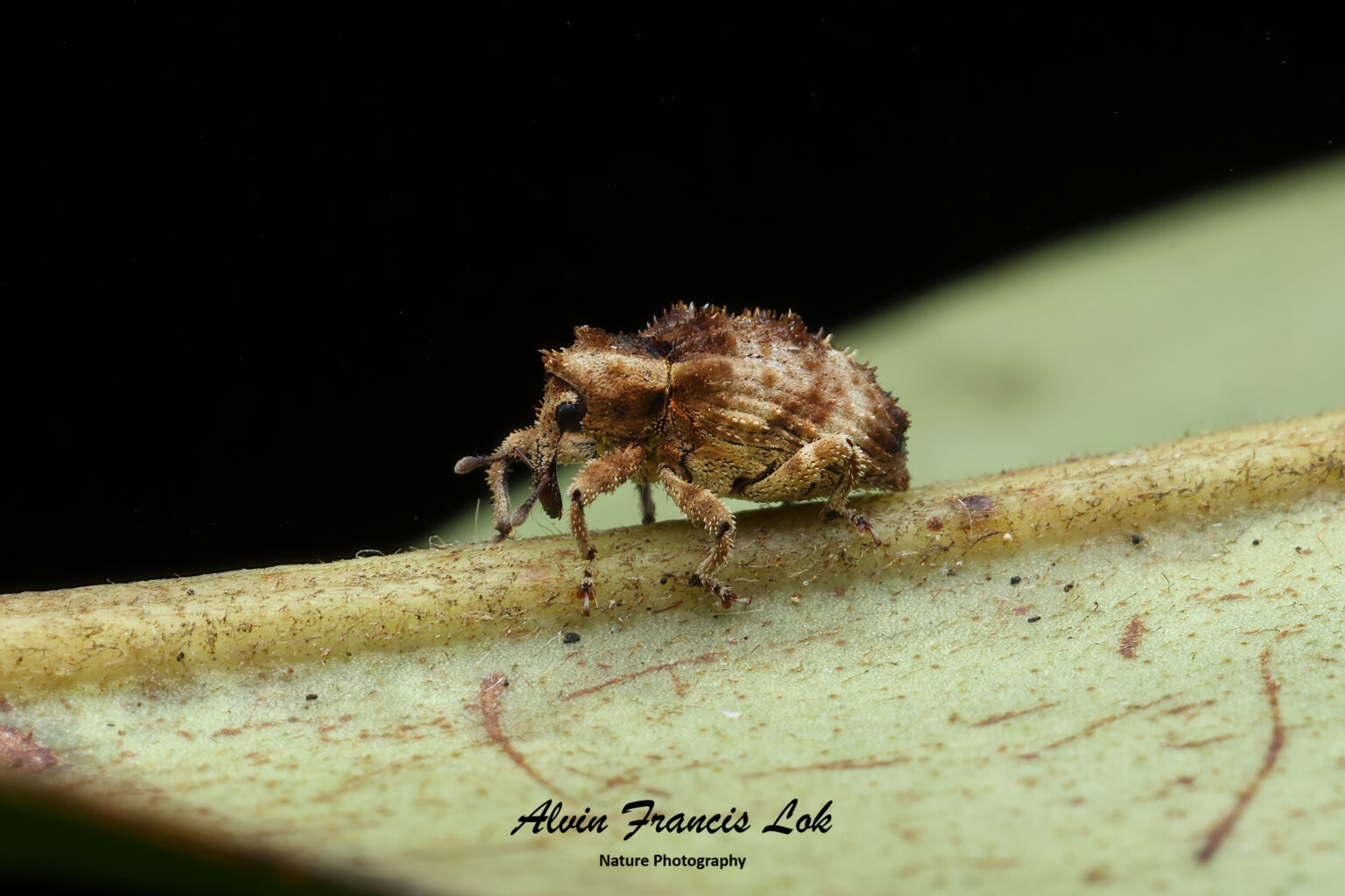 Family Curculionidae (Snout Beetle Weevil) - Biodiversity (Singapore)