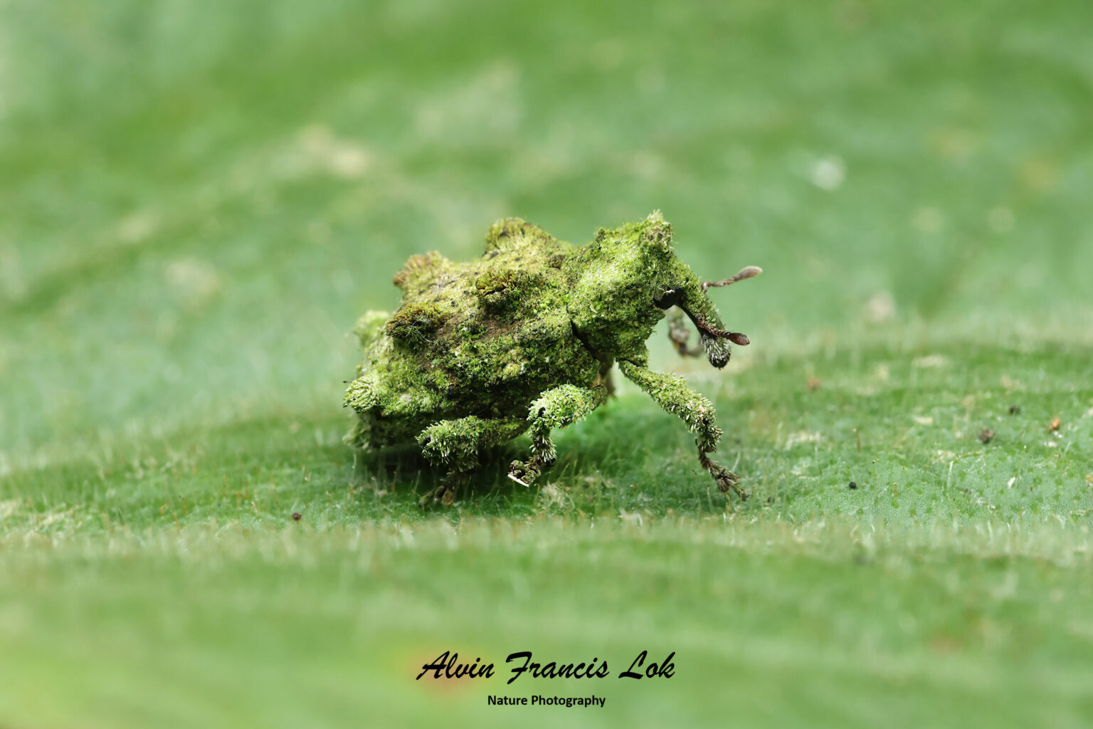 Family Curculionidae (Snout Beetle Weevil) - Biodiversity (Singapore)