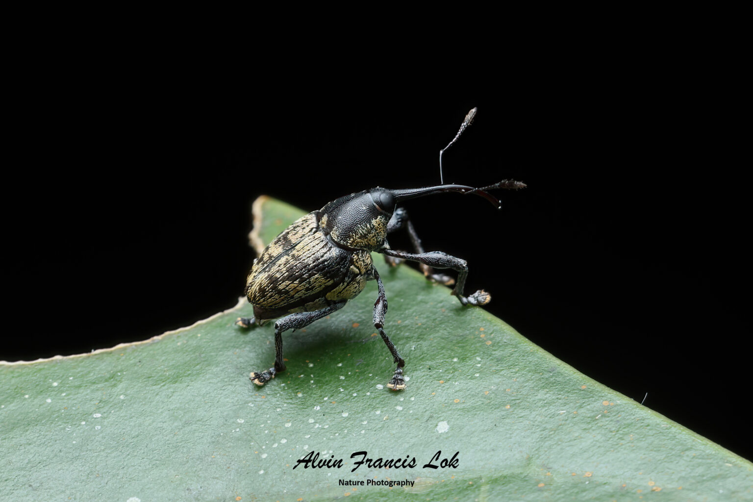 Family Curculionidae (Snout Beetle Weevil) - Biodiversity (Singapore)