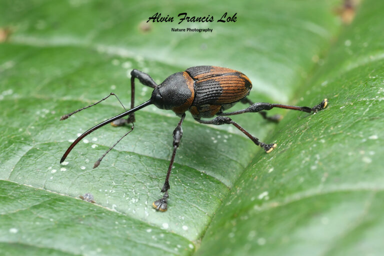 Family Curculionidae (Snout Beetle Weevil) - Biodiversity (Singapore)
