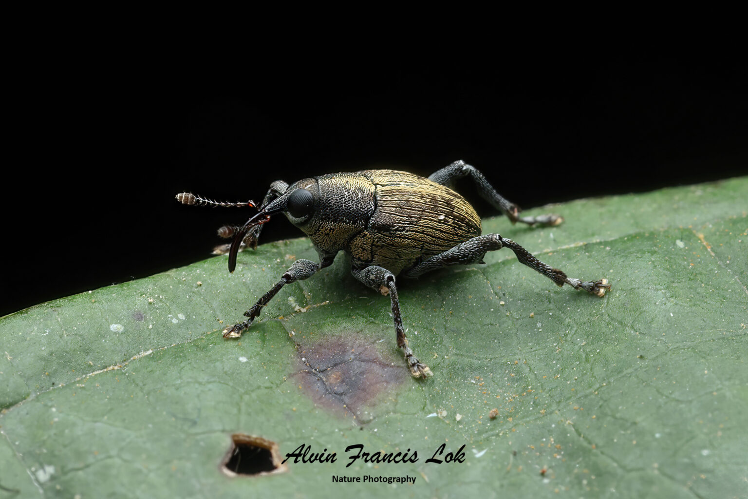 Family Curculionidae (Snout Beetle Weevil) - Biodiversity (Singapore)