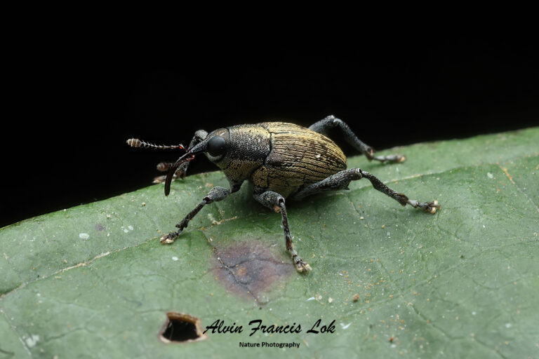 Family Curculionidae (Snout Beetle Weevil) - Biodiversity (Singapore)