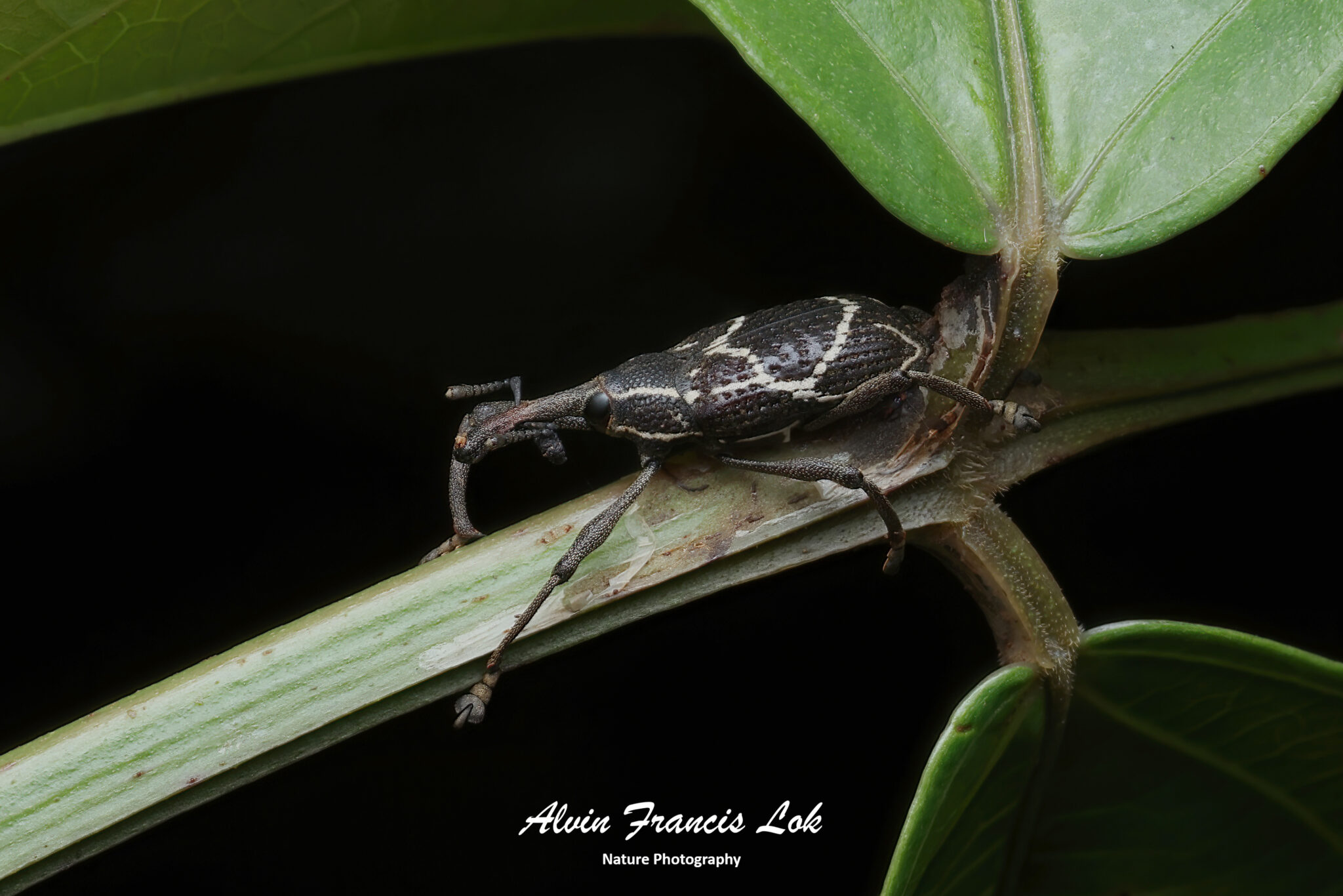 Family Curculionidae (Snout Beetle Weevil) - Biodiversity (Singapore)