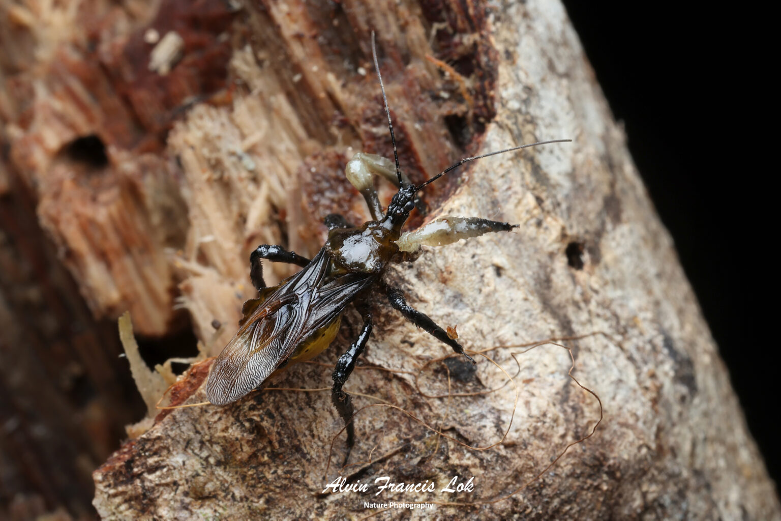Family Reduviidae (Assassin Bugs) - Biodiversity (Singapore)