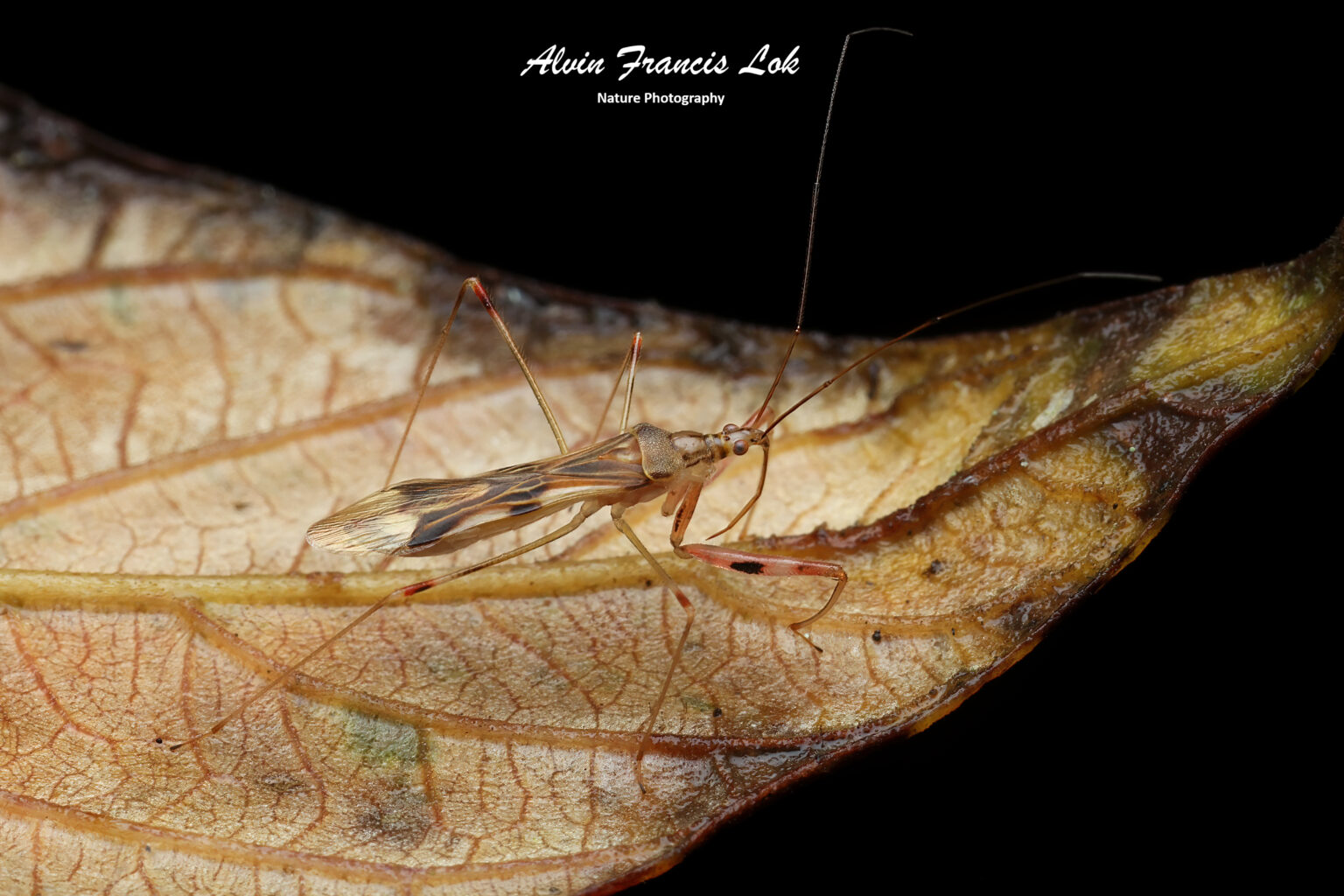 Family Reduviidae (Assassin Bugs) - Biodiversity (Singapore)