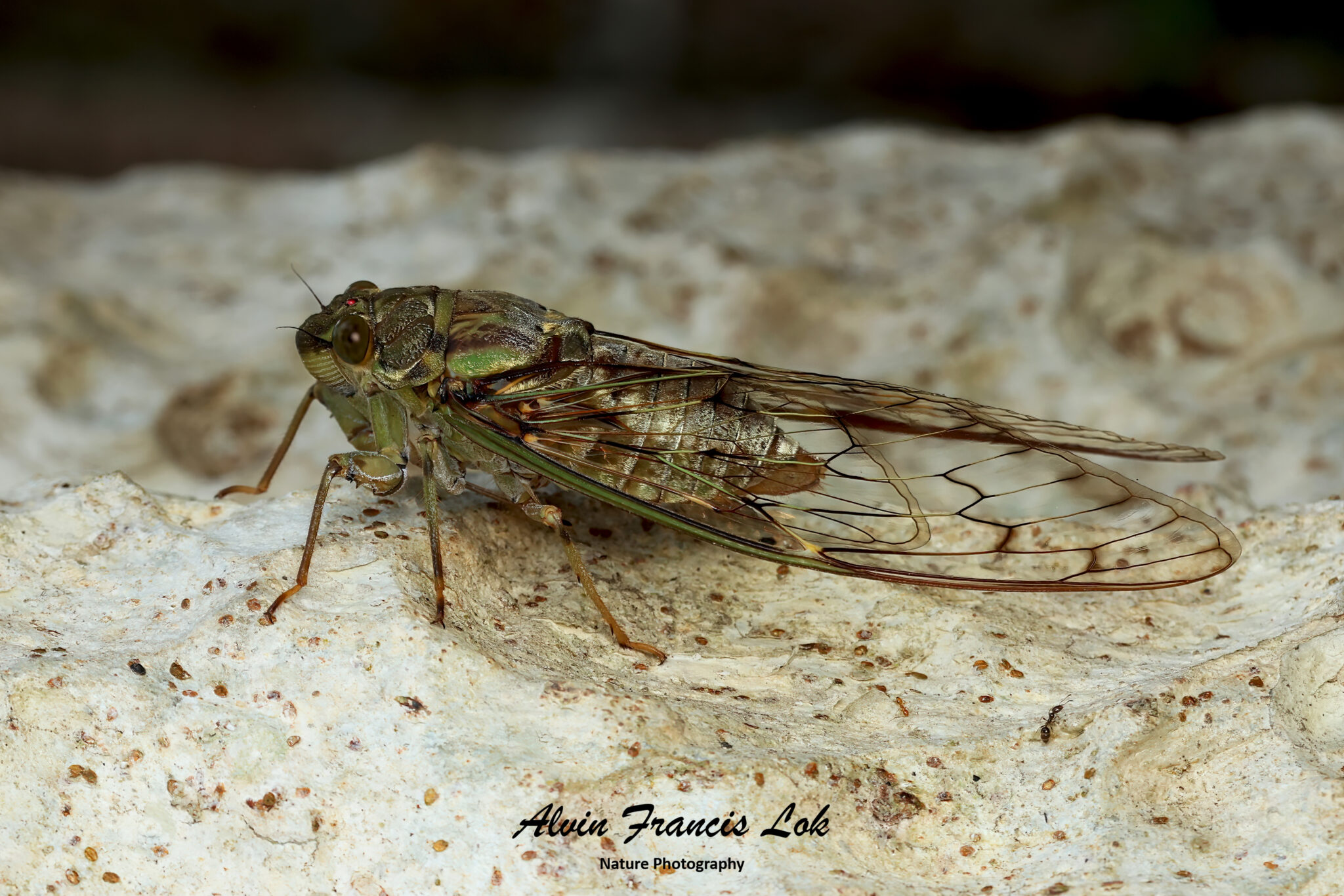 Family Cicadidae (Cicadas) - Biodiversity (Singapore)