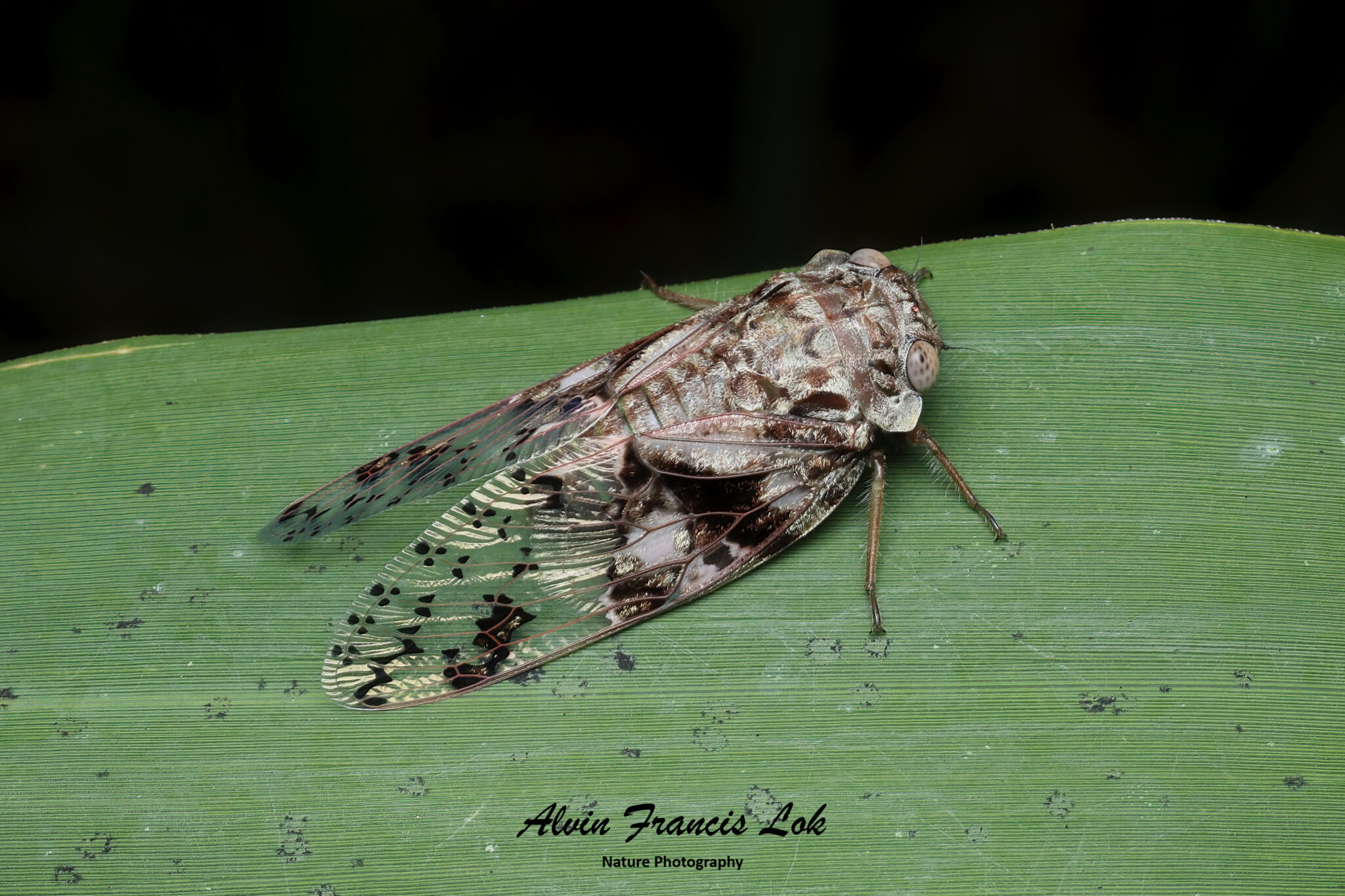 Family Cicadidae (Cicadas) - Biodiversity (Singapore)