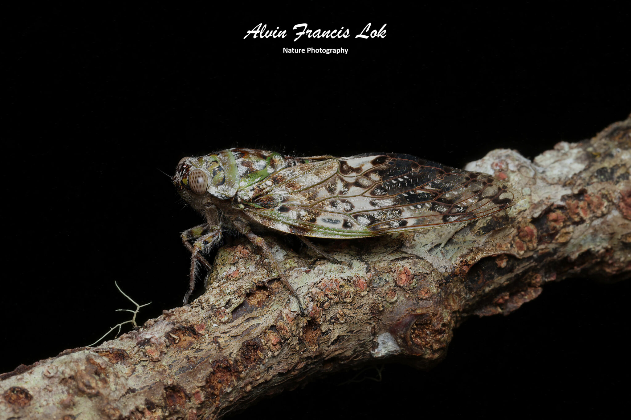 Family Cicadidae (Cicadas) - Biodiversity (Singapore)