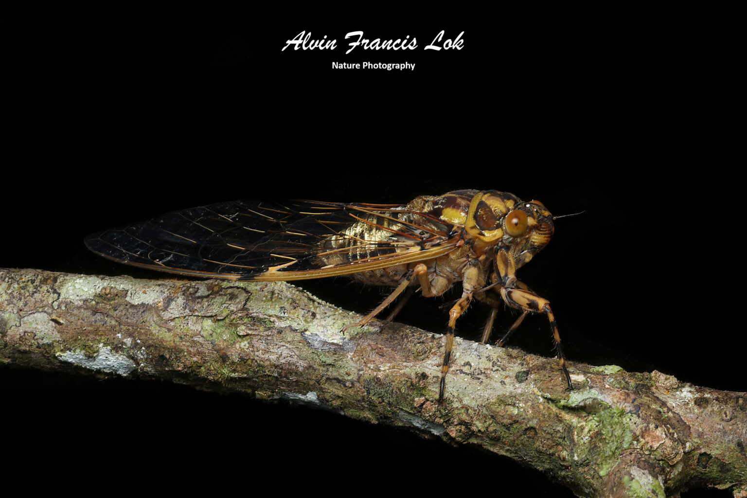 Family Cicadidae (Cicadas) - Biodiversity (Singapore)